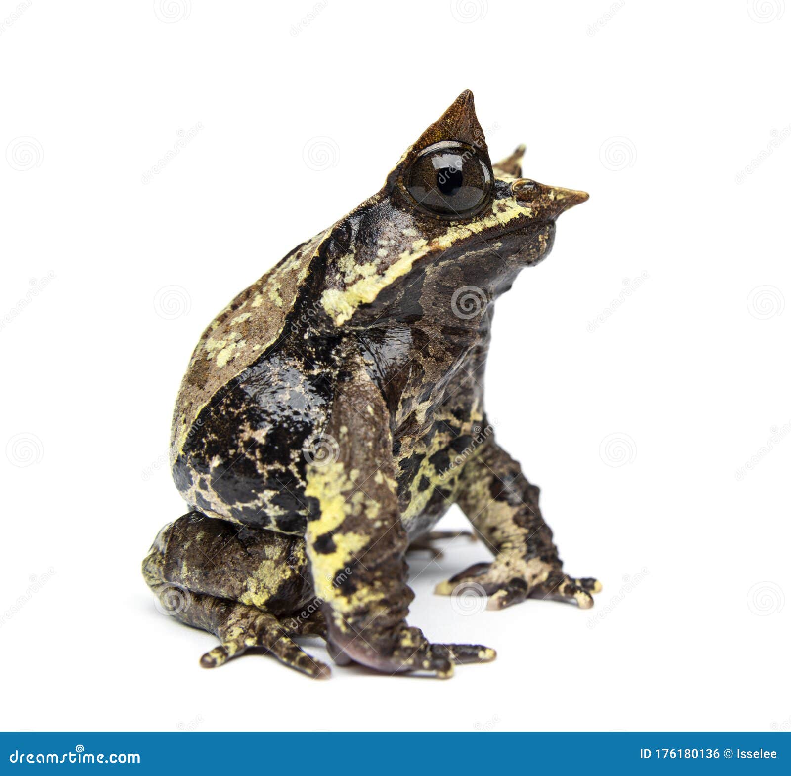Side View of a Long-nosed Horned Frog Looking at the Camera Stock Photo ...