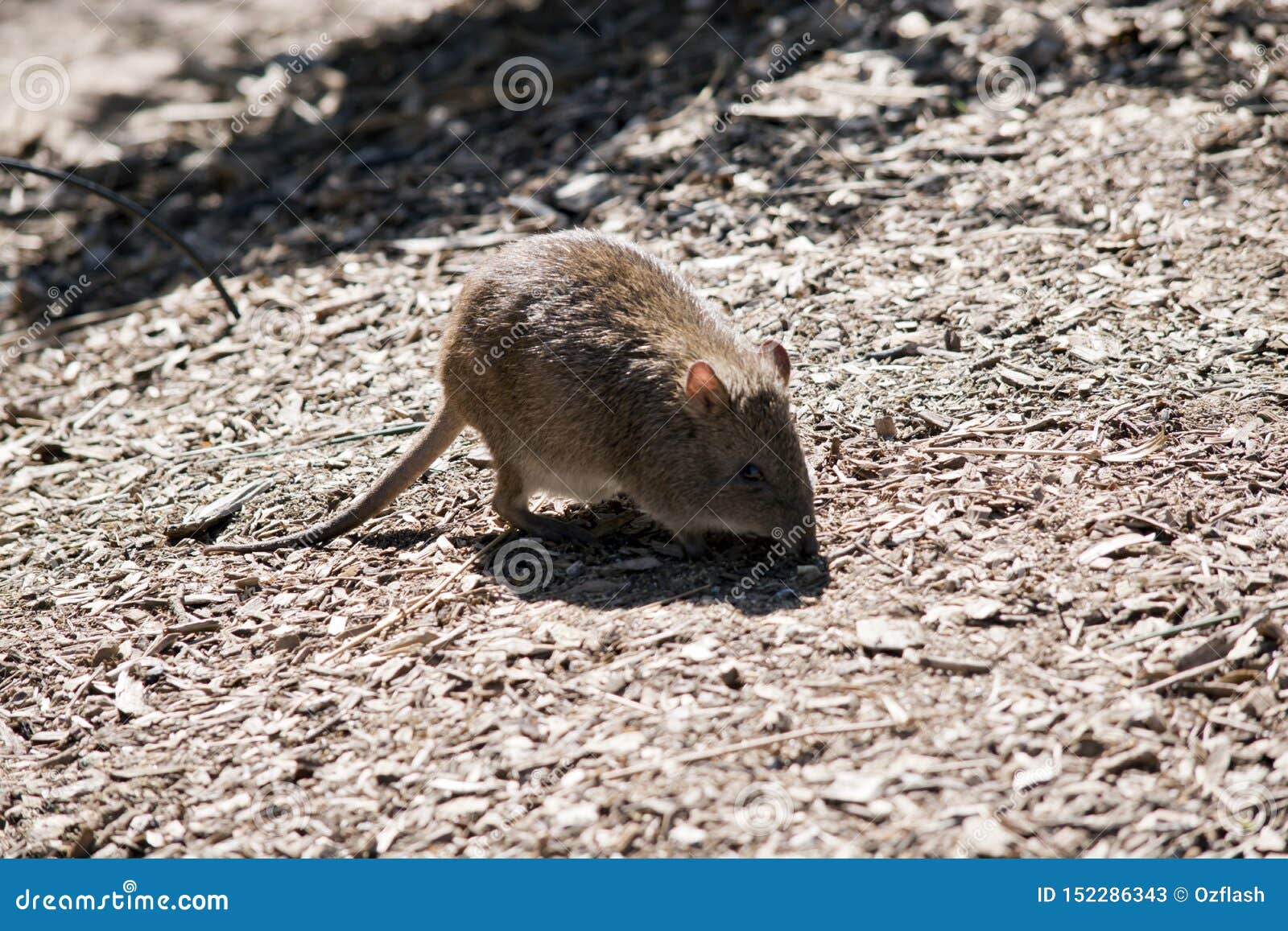 A Side View of a Long Nosed Potoroo Stock Image - Image of pouch ...