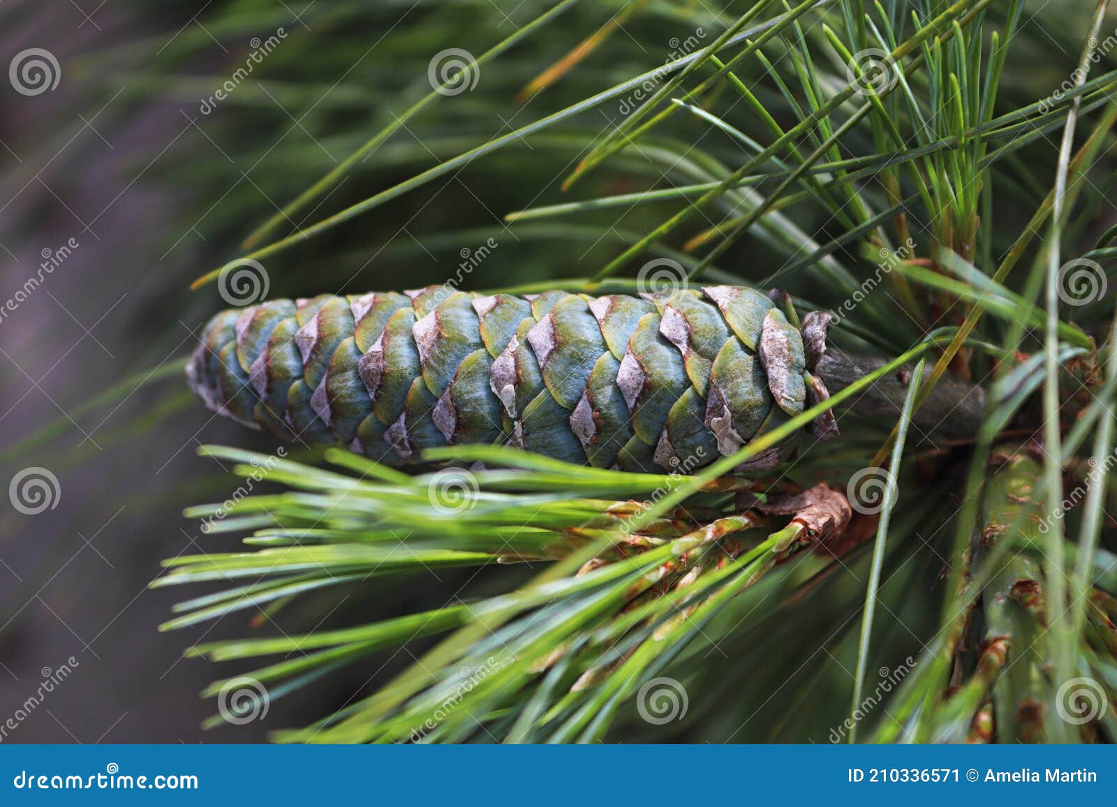 Side View of a Long Young Pine Cone on a Branch Stock Image - Image of ...