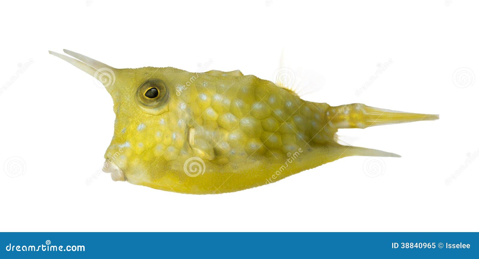 Lactoria Cornuta - Tropical Ray-wielding Fish, Common In The Indian ...