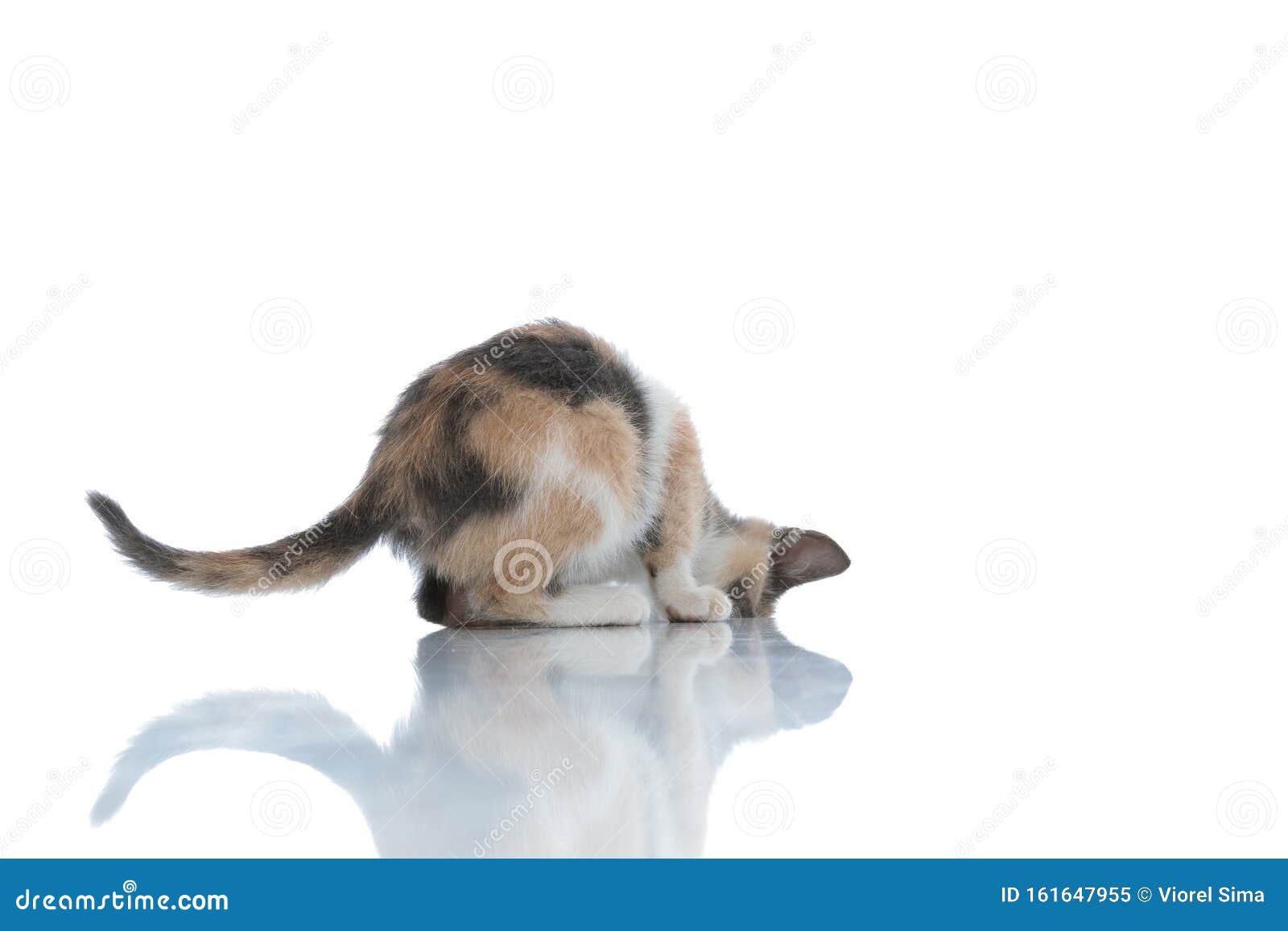 Side View of a Lovely Kitten Playing Stock Image - Image of kitty ...