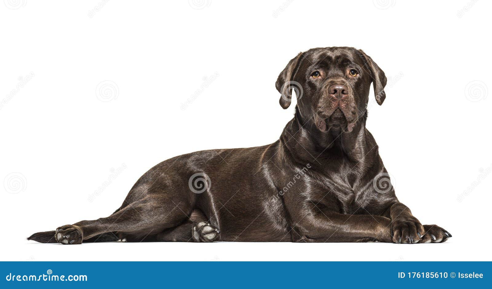 SIde View of a Lying Down Chocolate Labrador Stock Photo - Image of ...