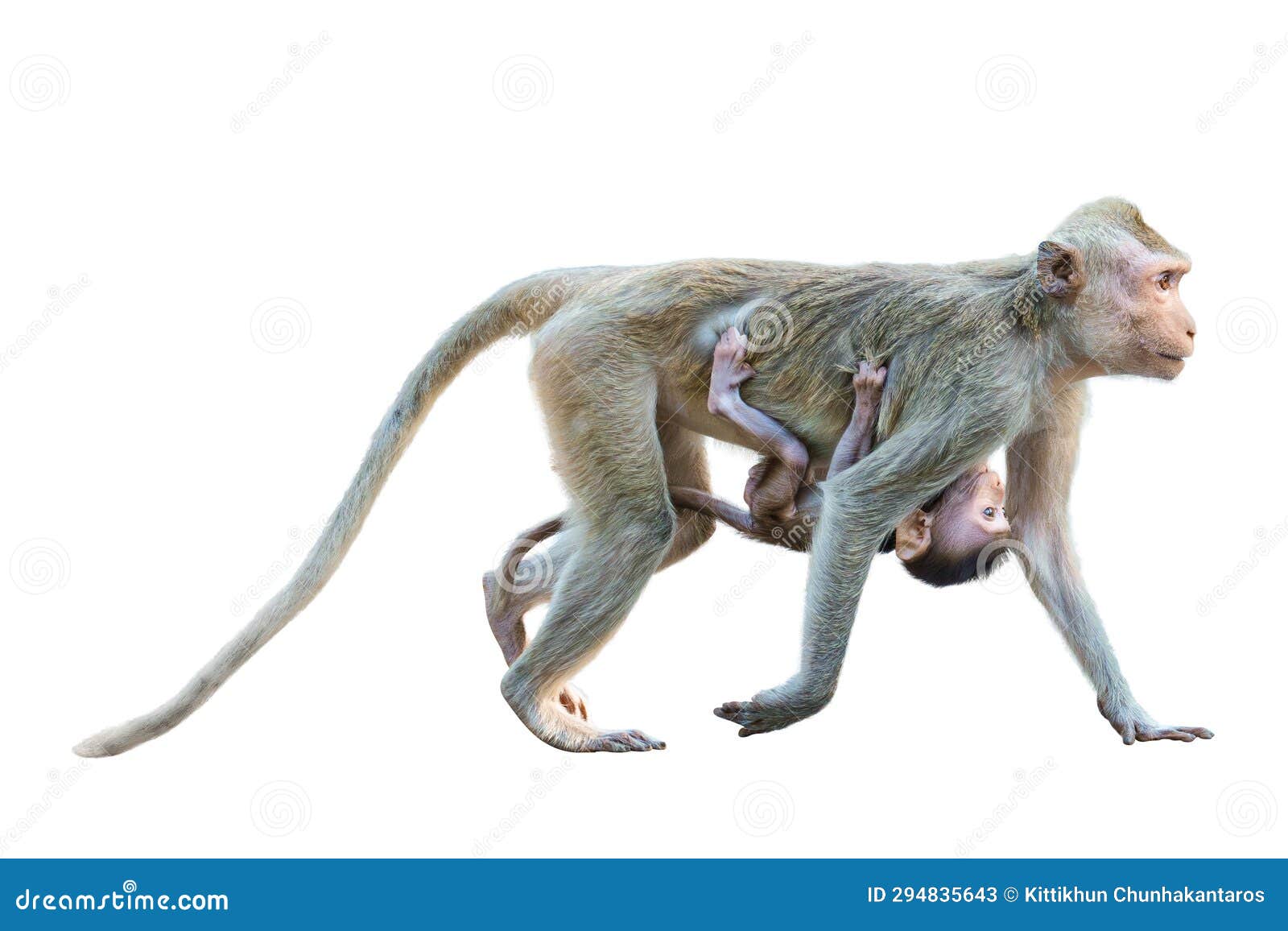 Side View of Macaca or Mother Monkey Walking Forward and a Baby Monkey ...