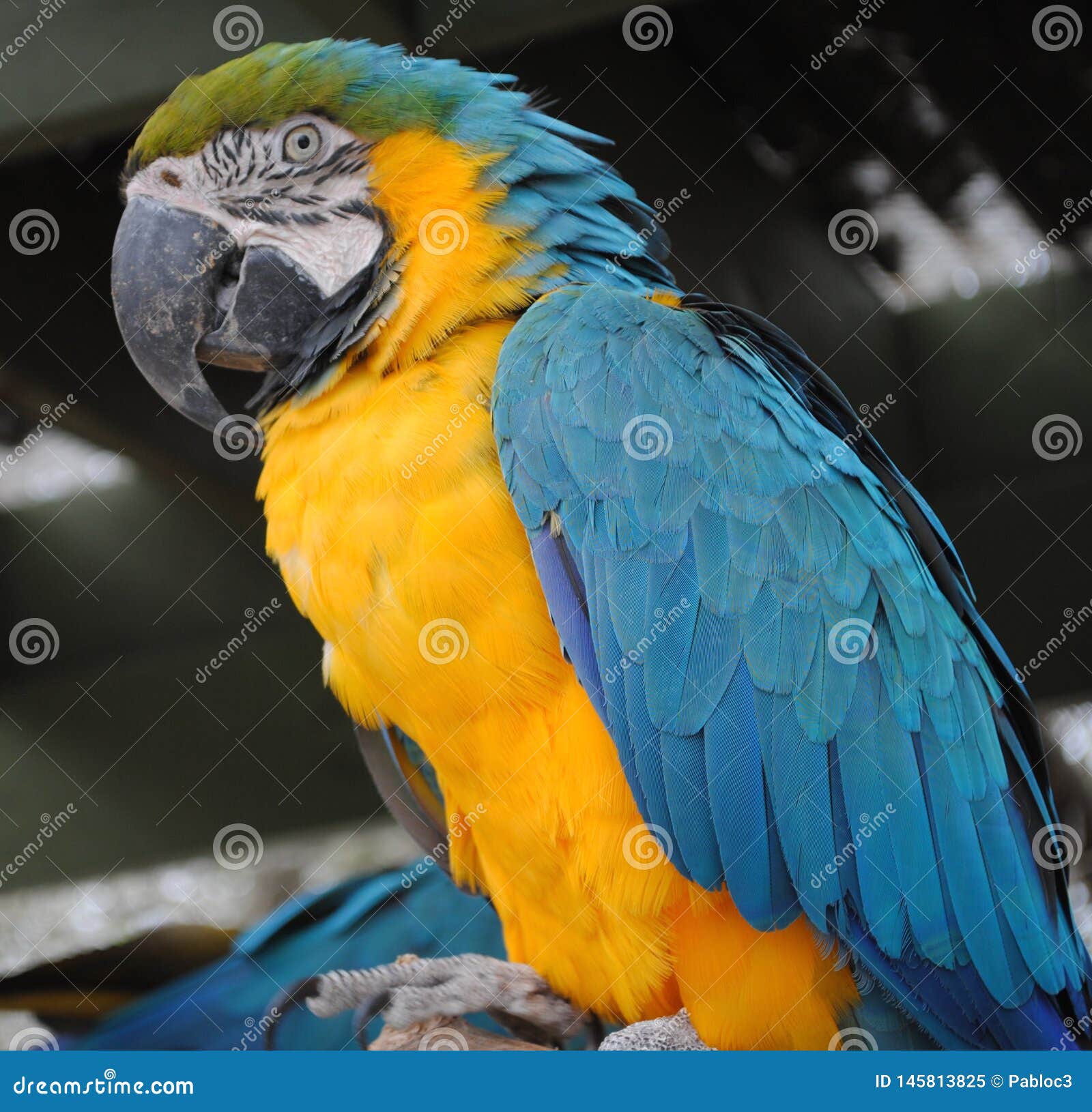 Macaw Side View stock image. Image of yellow, pearched - 145813825