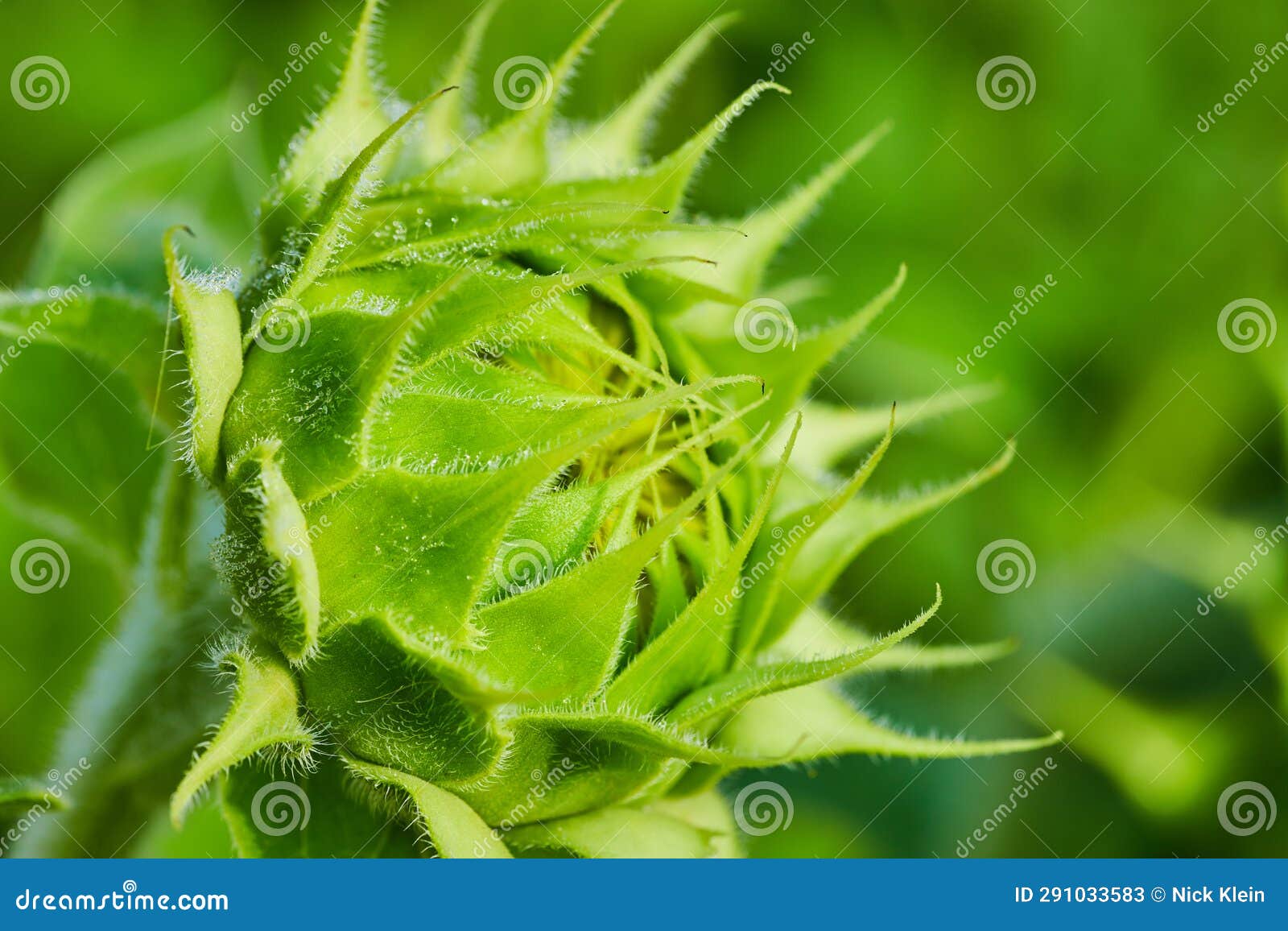 Side View Macro Shot of Green Sunflower Bud Opening Up Stock Image ...