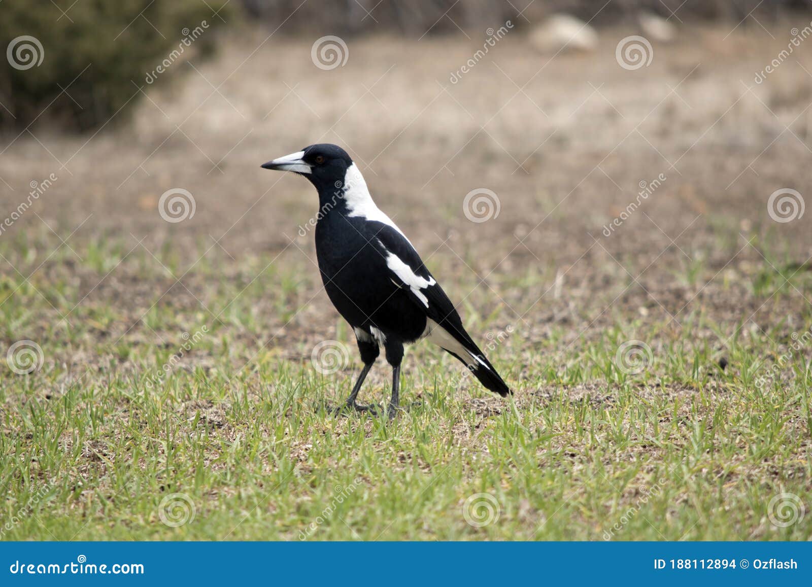 This is a Side View of a Magpie Stock Photo - Image of bird, fauna ...