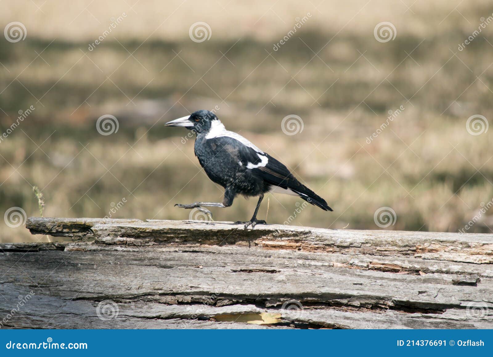 This is a Side View of a Magpie Stock Image - Image of feather ...