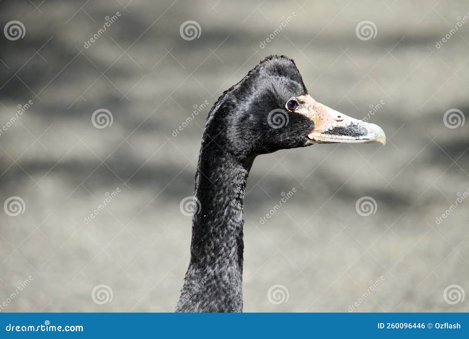 This is a Side View of a Magpie Goose Stock Photo - Image of bird, bill ...