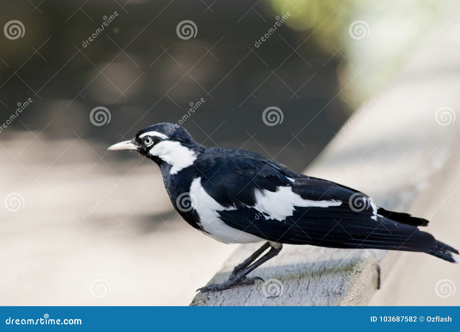Magpie lark side view stock photo. Image of feathers - 103687582