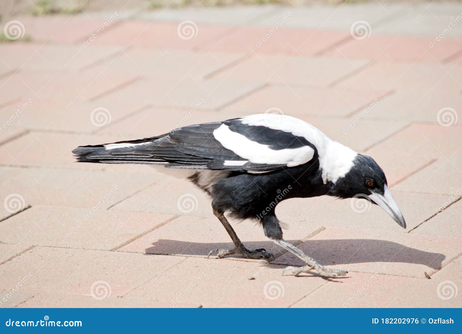 This is a Side View of a Magpie Stock Photo - Image of fauna, magpie ...