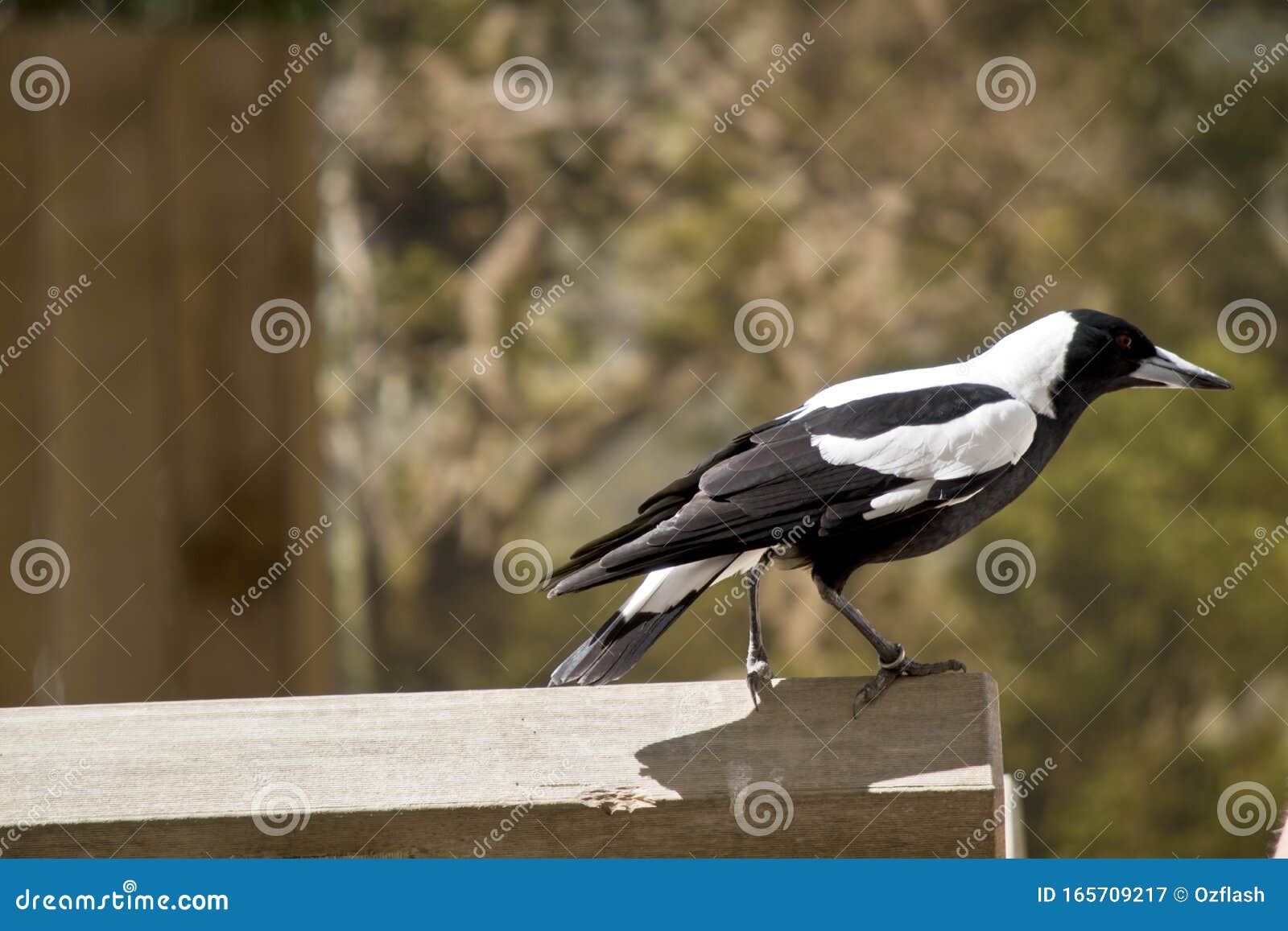 This is a Side View of a Magpie Stock Image - Image of black, feather ...