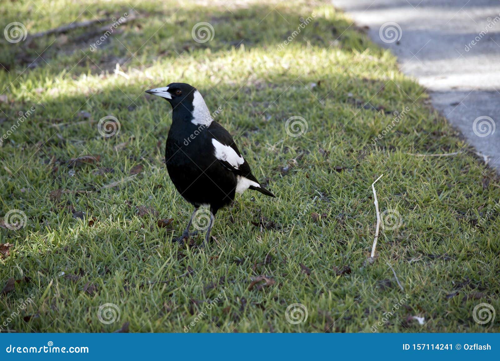 This is a Side View of a Magpie Stock Image - Image of wildlife, wing ...