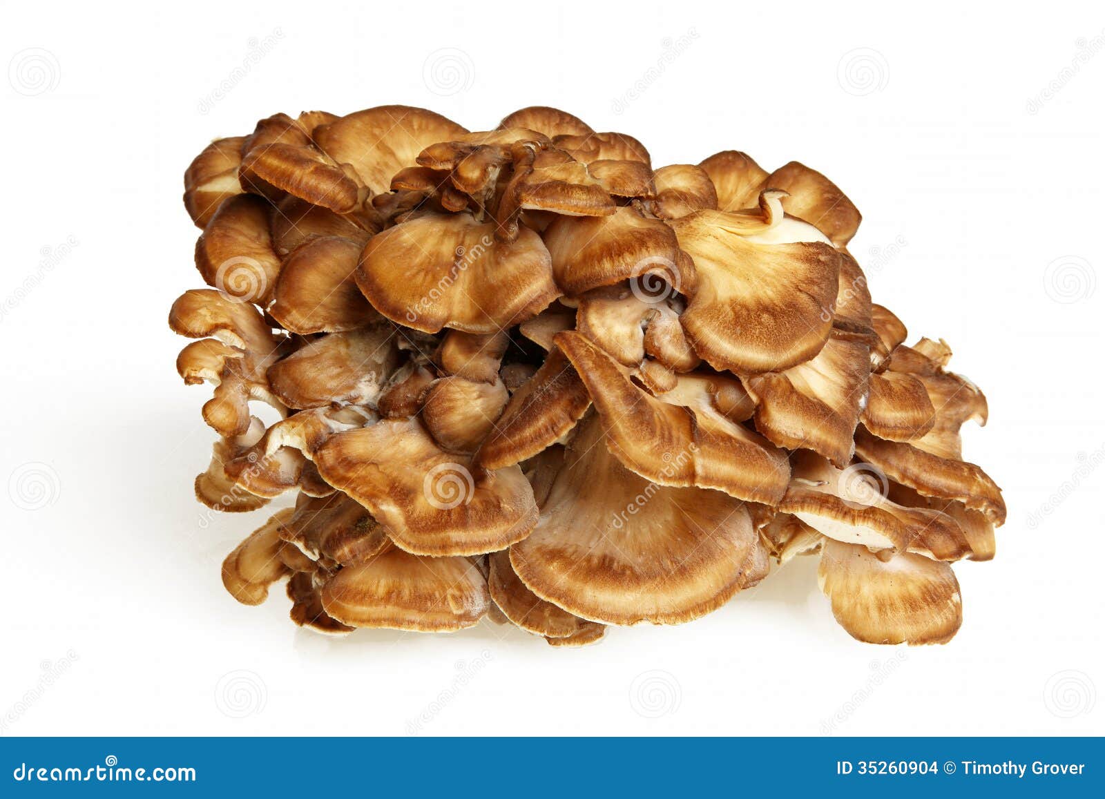 Side View of Maitake Mushroom Stock Photo - Image of research, closeup ...