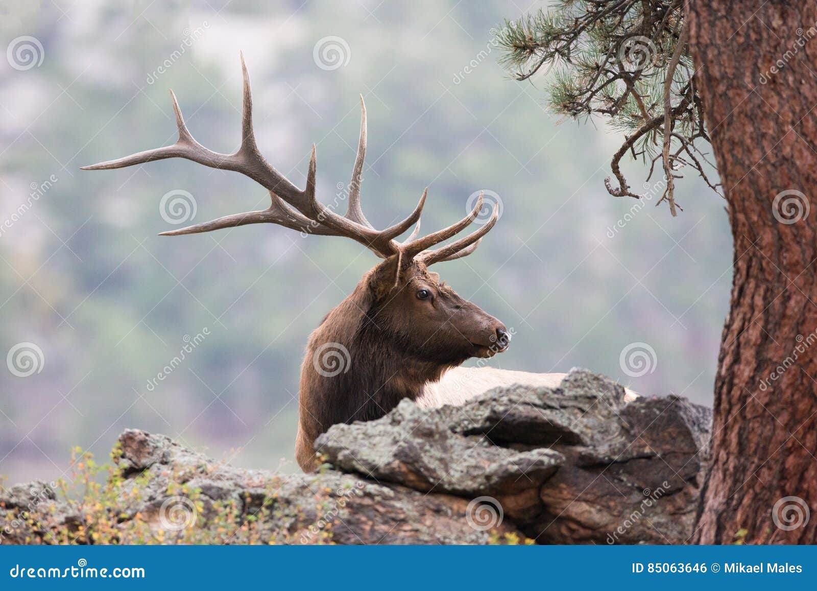 Side View of Majestic Bull Elk Stock Photo - Image of view, rutting ...