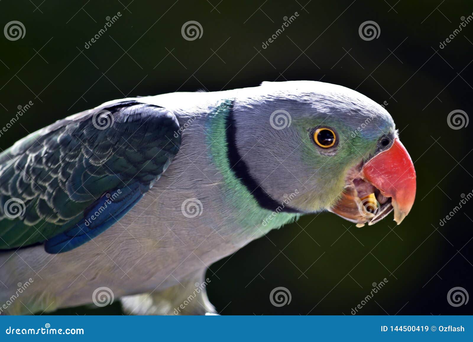 This is a Side View of a Malabar Parakeet Stock Image - Image of parrot ...