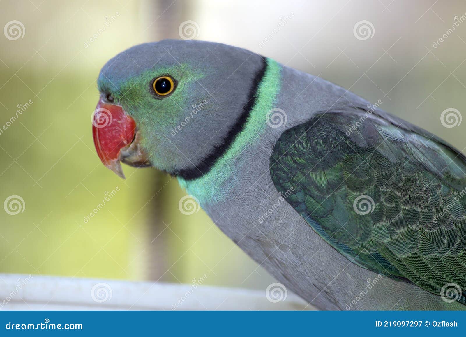 This is a Side View of a Malabar Parakeet Stock Image - Image of ...