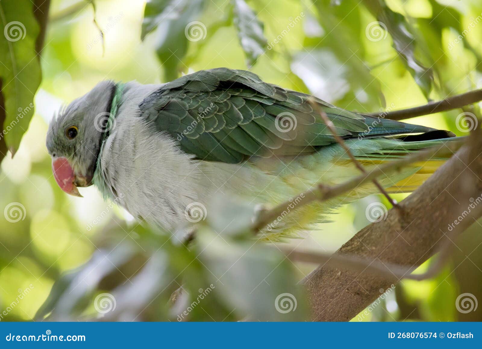 This is a Side View of a Malabar Parakeet in a Tree Stock Photo - Image ...