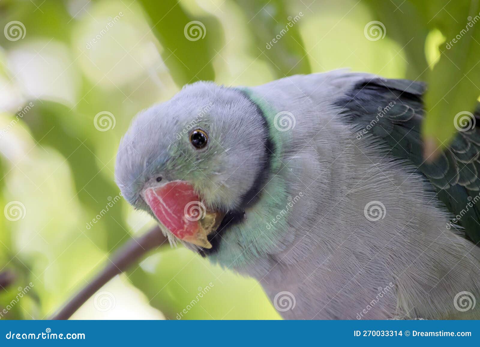 This is a Side View of a Malabar Parakeet in a Tree Stock Photo - Image ...