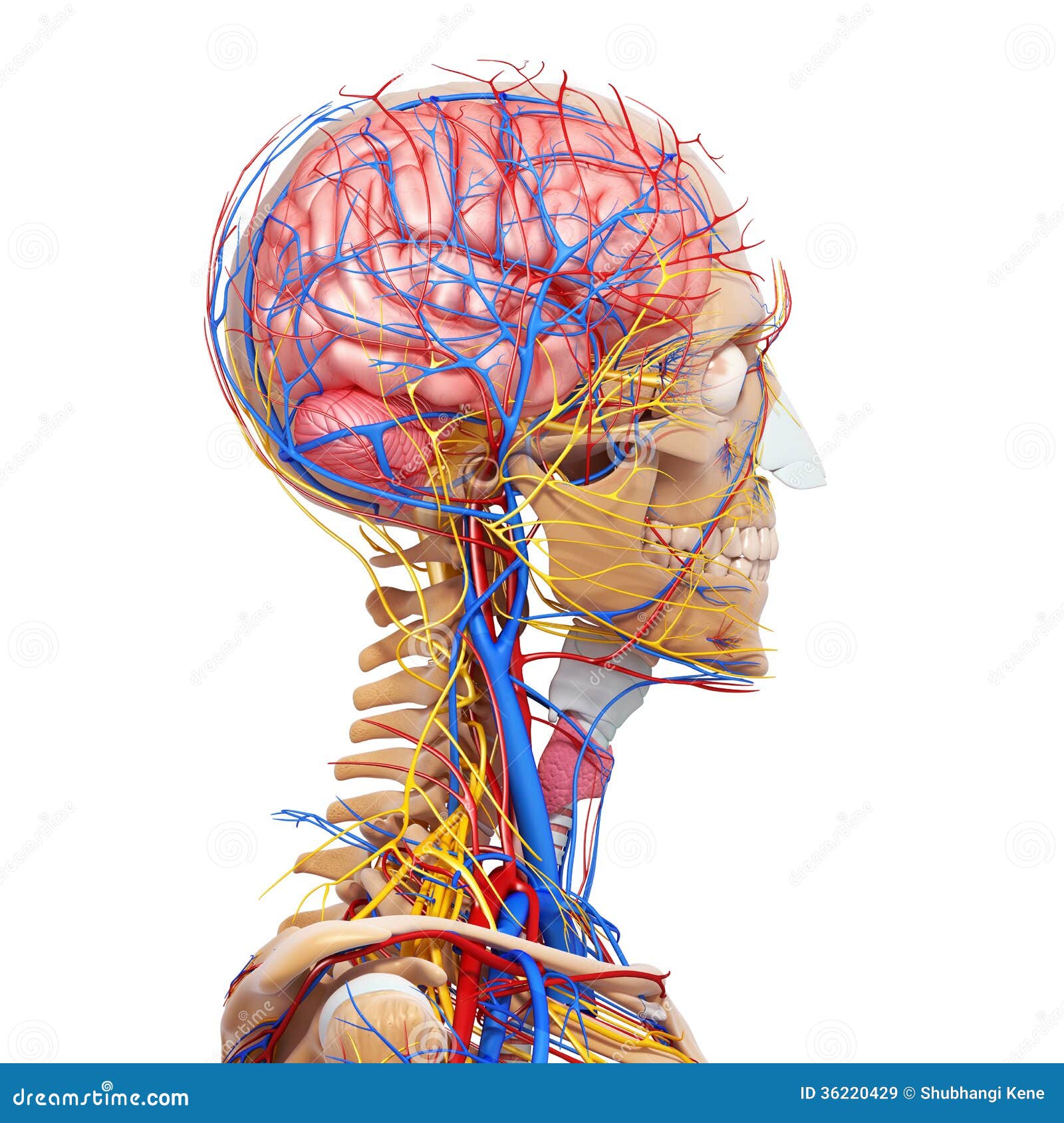 Side View of Male Head Circulatory System Stock Illustration ...