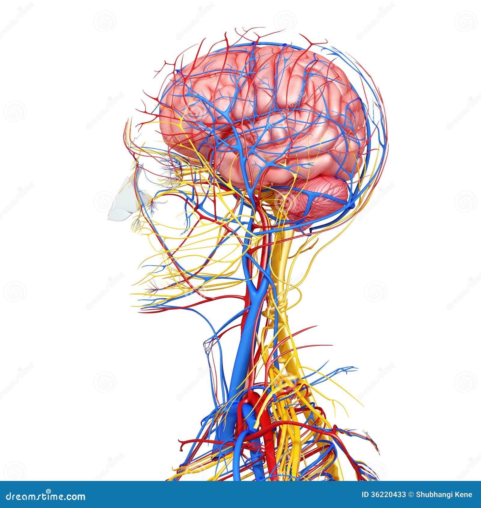 Side View of Male Head Circulatory System Stock Illustration ...