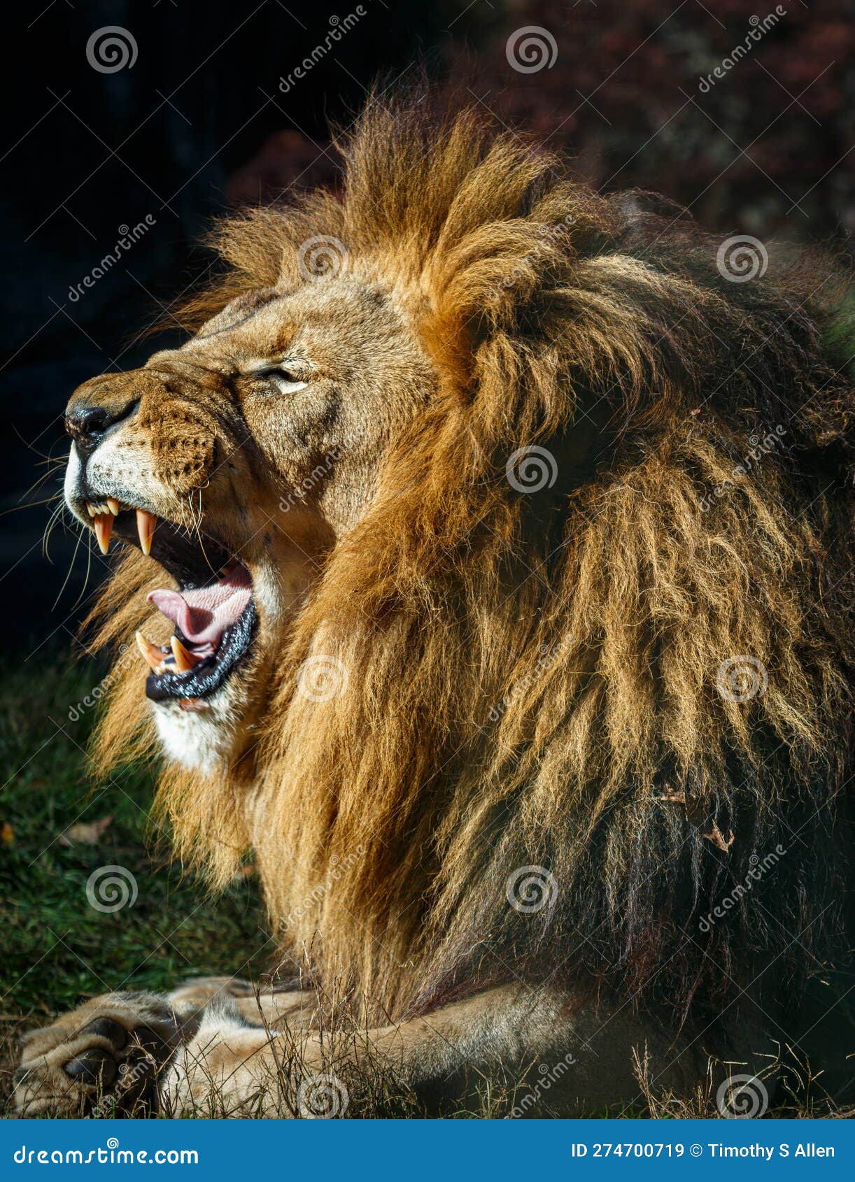 Side view of male lion stock image. Image of wildlife - 274700719
