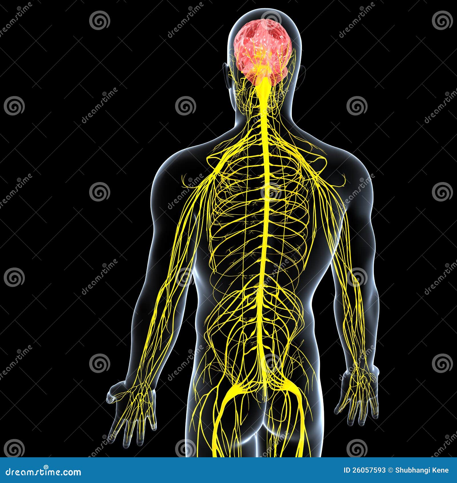 Side View of Male Nervous System Stock Illustration - Illustration of ...