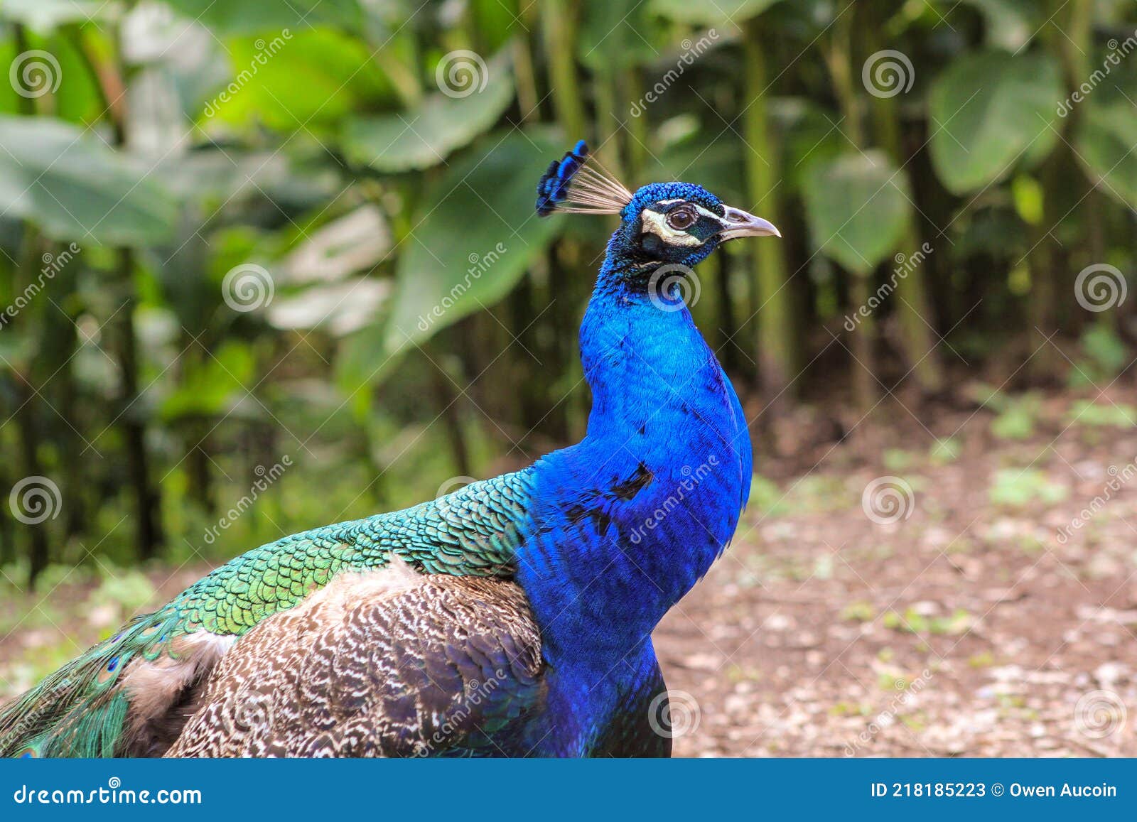 Side View of Male Peacock stock image. Image of bird - 218185223