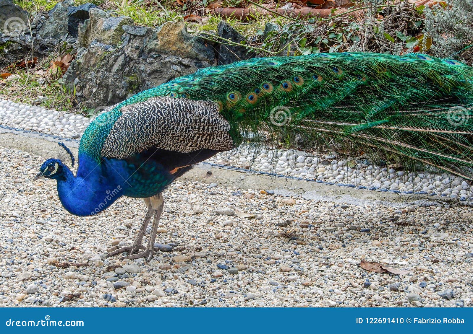 Side View of a Male Peacock. Stock Photo - Image of color, natural ...
