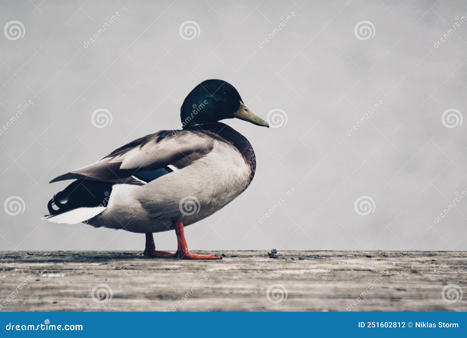 Side view of mallard duck stock photo. Image of goose - 251602812