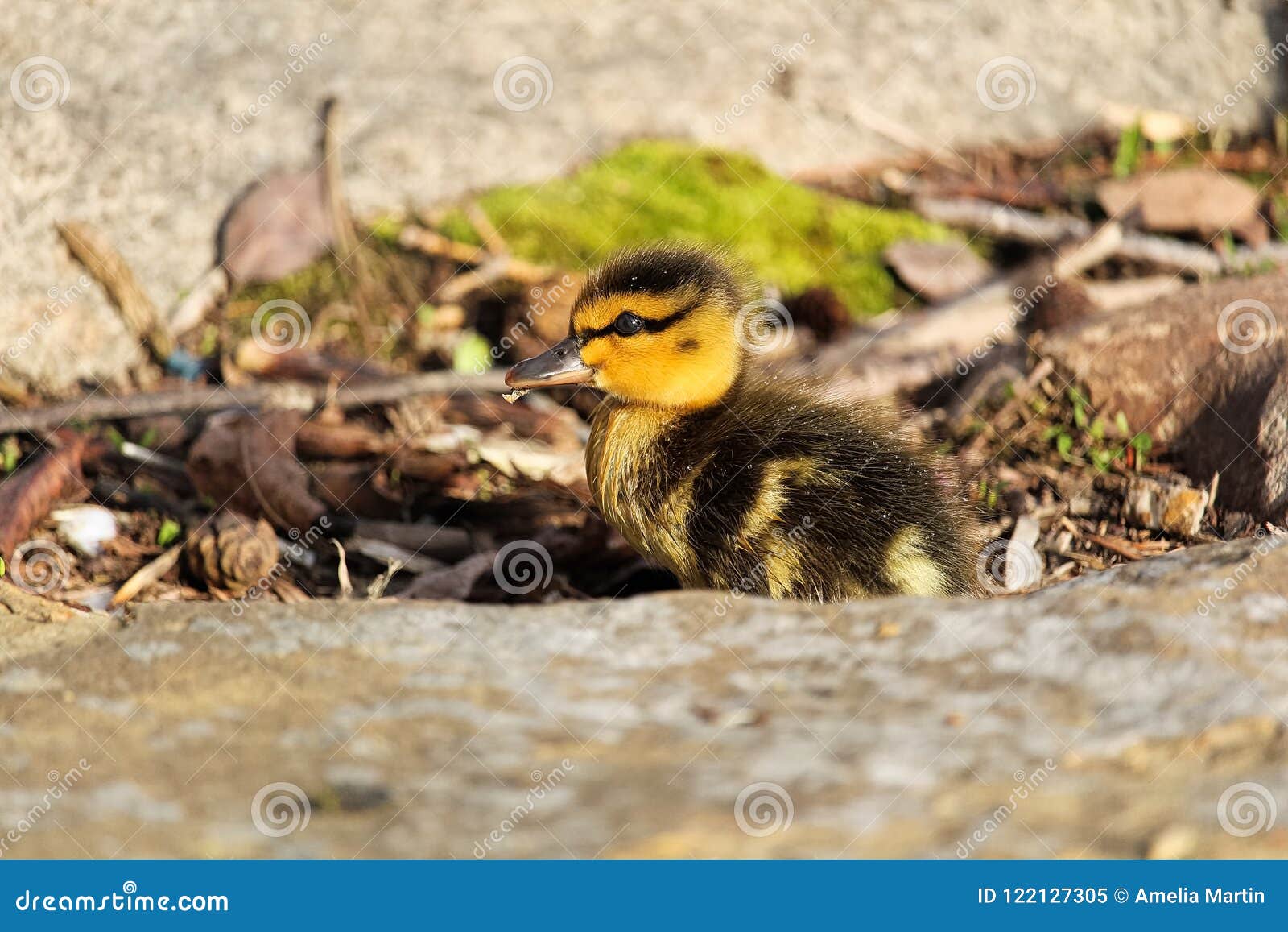 Side View of a Mallard Duckling among Rocks Stock Image - Image of ...