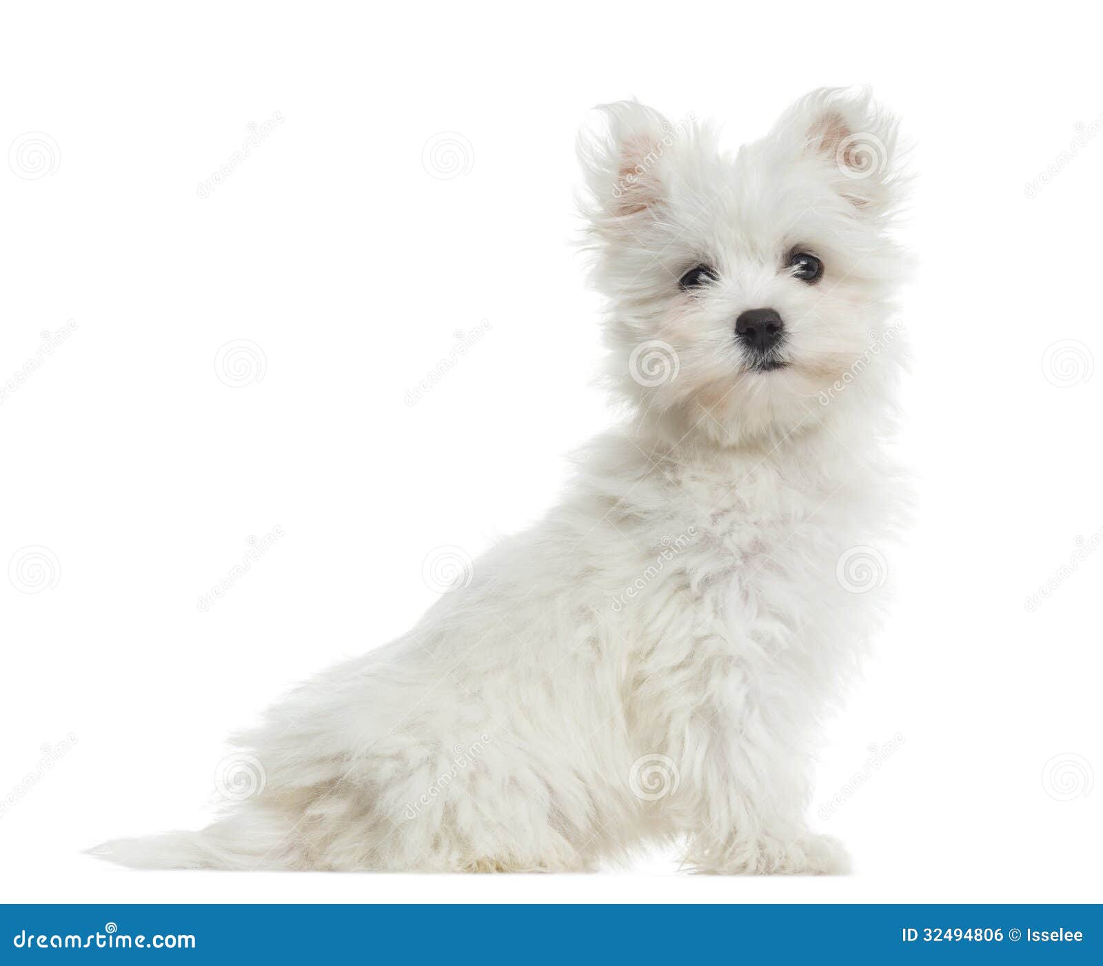 Side View of Maltese Puppy Sitting, Looking at the Camera Stock Photo ...