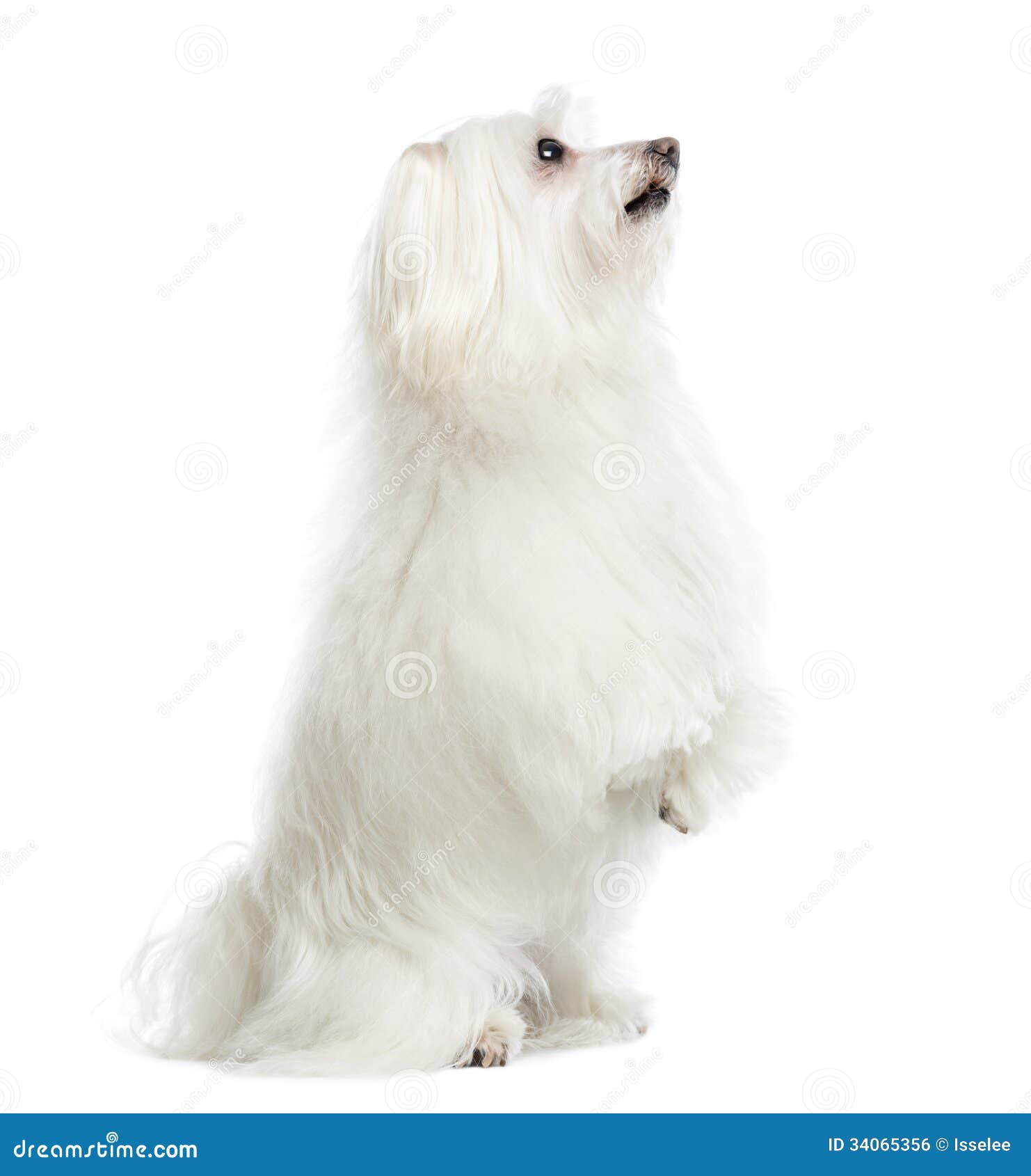 Side View of a Maltese Upright, Isolated Stock Photo - Image of mammal ...