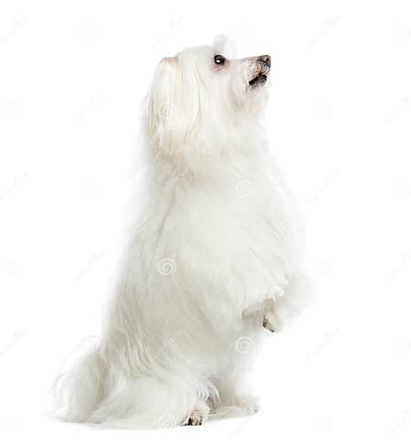 Side View of a Maltese Upright, Isolated Stock Photo - Image of mammal ...