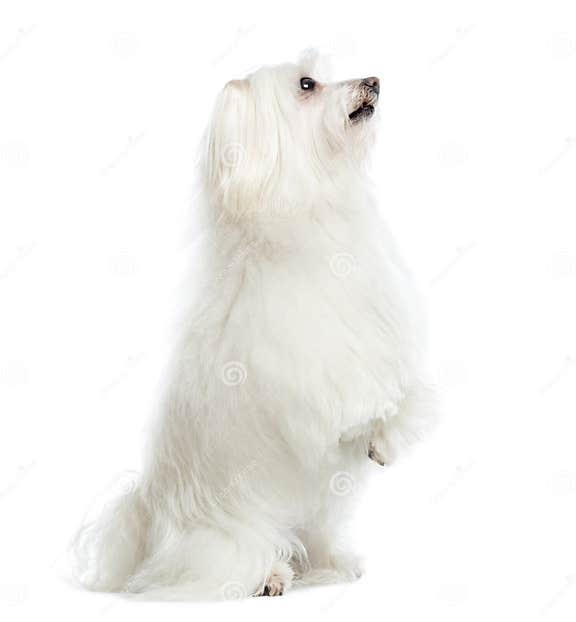 Side View of a Maltese Upright, Isolated Stock Photo - Image of mammal ...