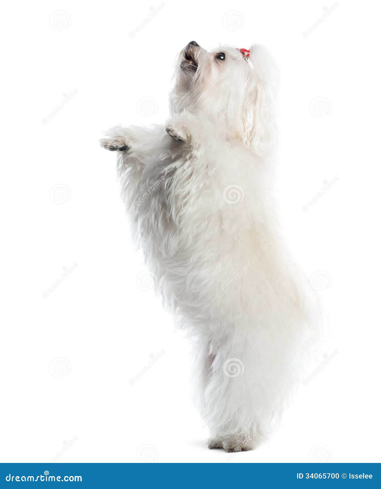 Side View of a Maltese Upright, Isolated Stock Photo - Image of begging ...