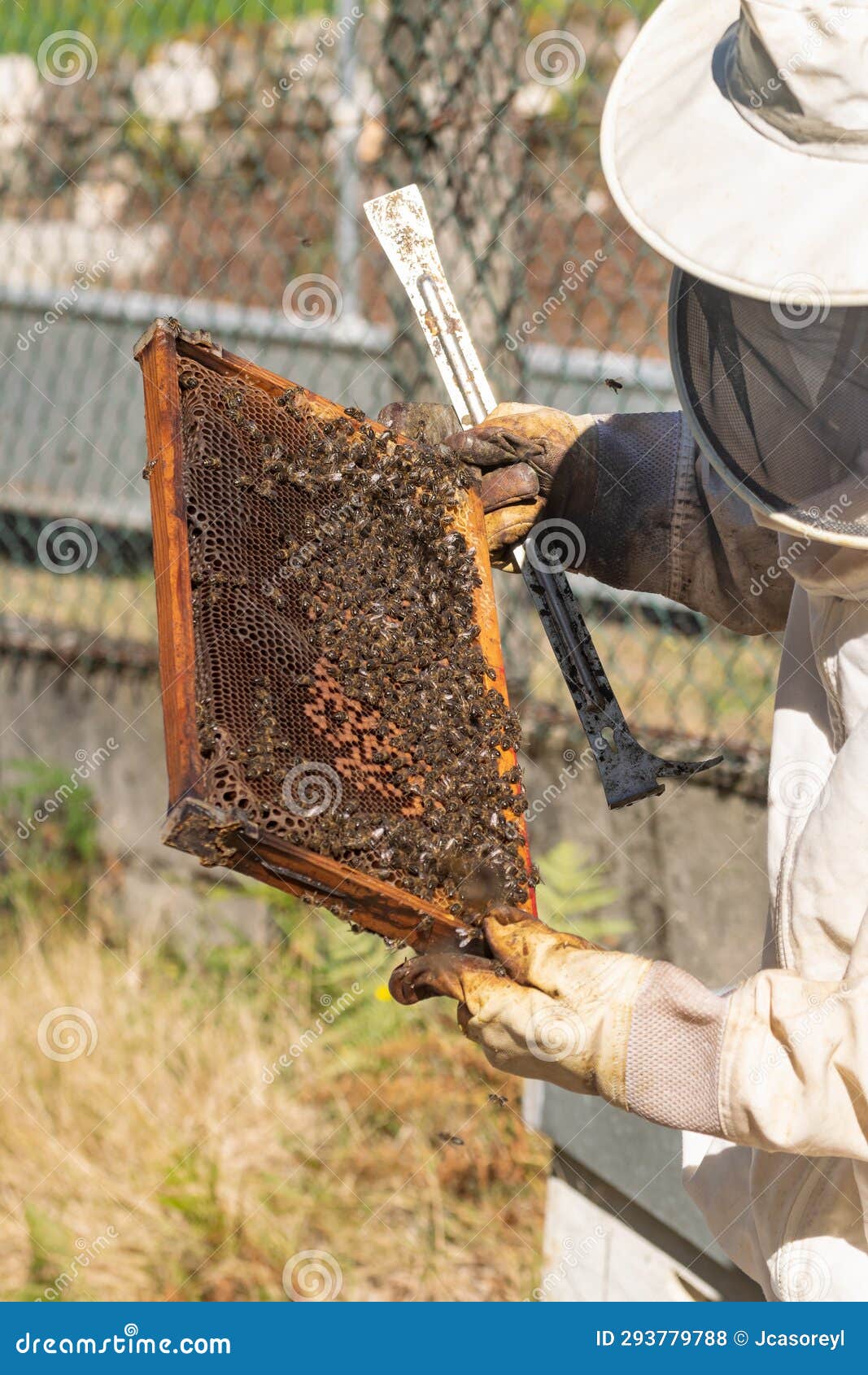 A Man Beekeeper Observing a Hive of Newly Extracted Bees in an Apiary ...