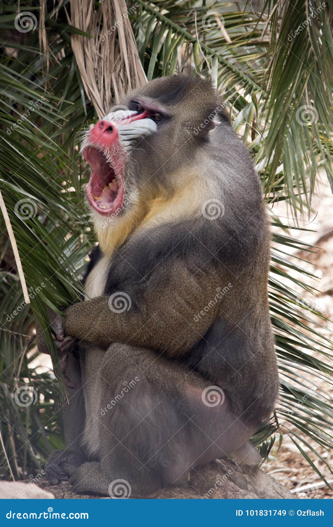 Mandrill stock image. Image of face, brown, nose, pink - 101831749
