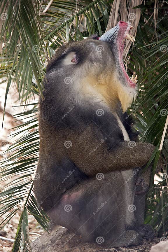 Mandrill stock image. Image of large, mandrill, close - 101831779