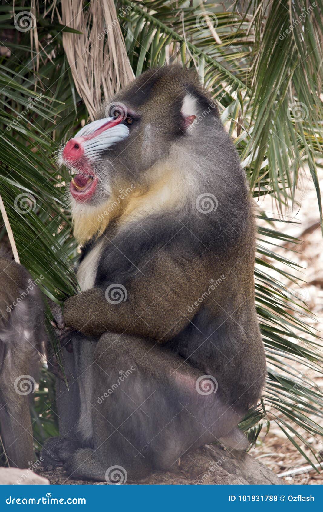 Mandrill stock photo. Image of nose, beard, monkey, teeth - 101831788