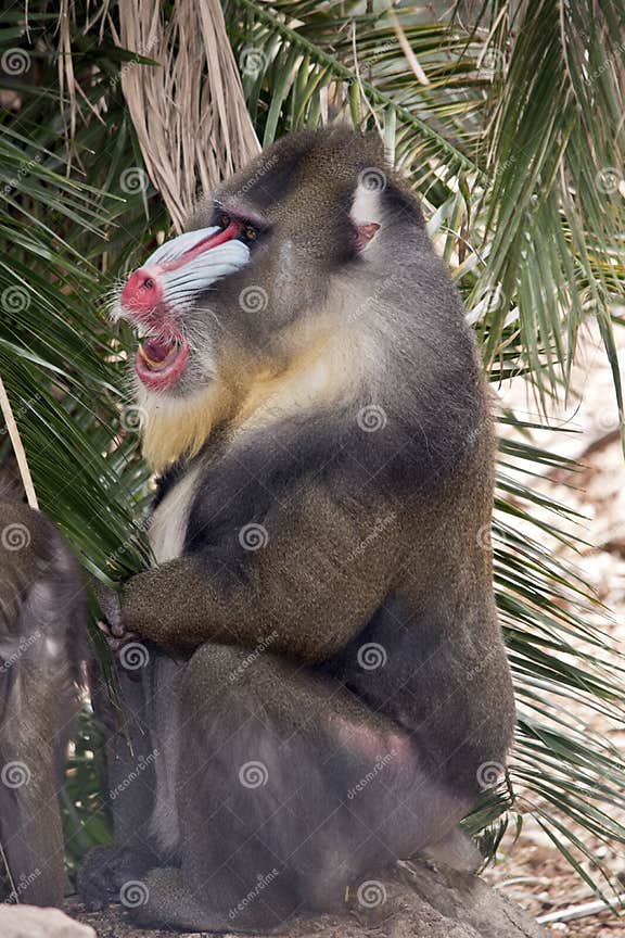 Mandrill stock photo. Image of nose, beard, monkey, teeth - 101831788