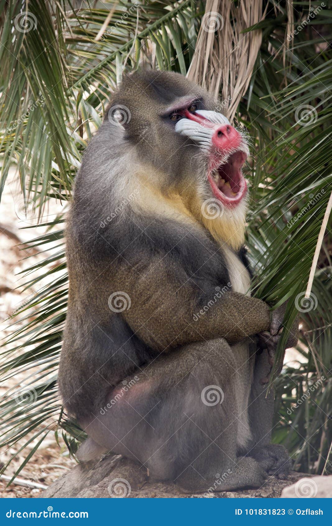 Mandrill stock image. Image of face, mandrill, large - 101831823