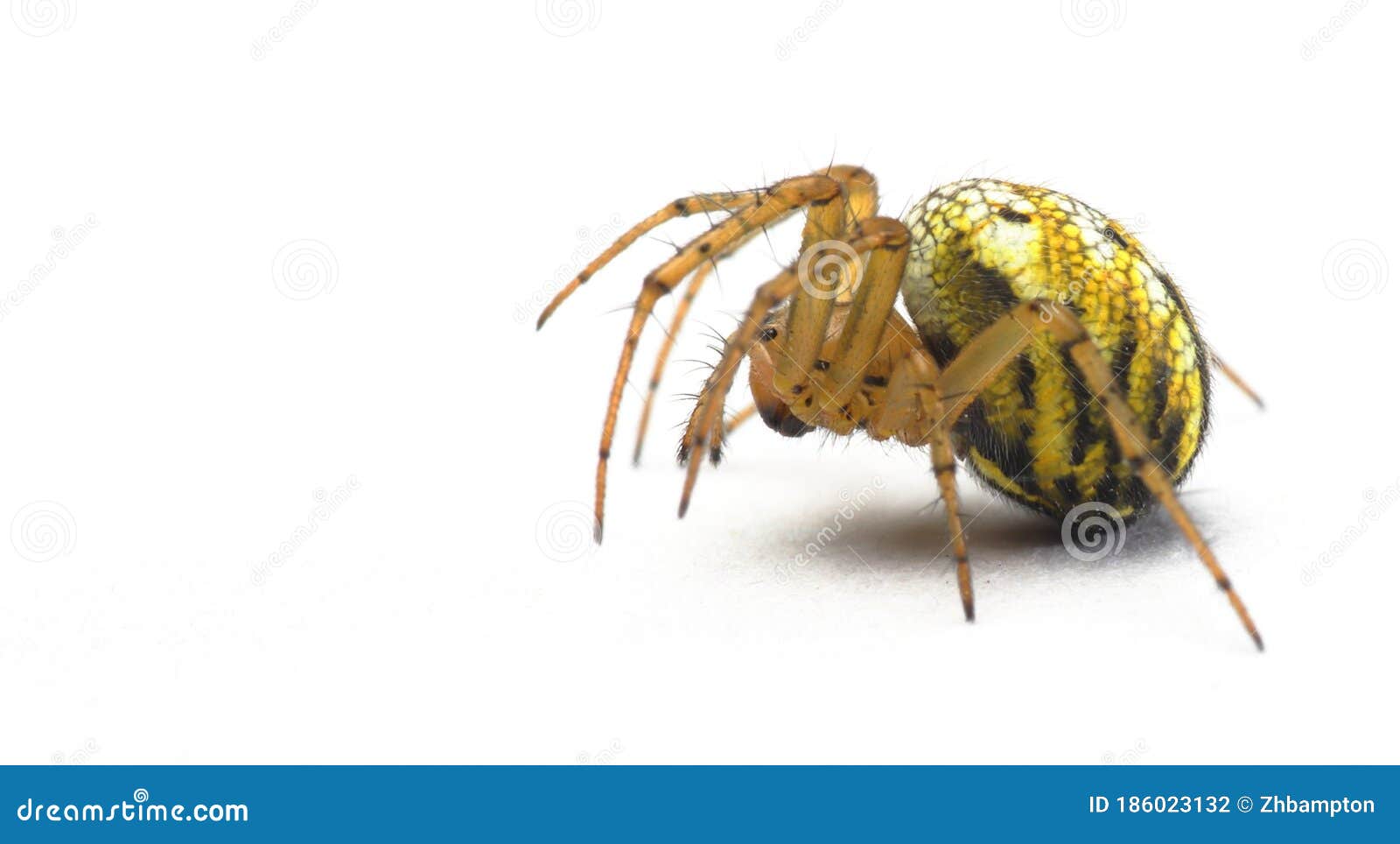 Side View of a Mangora Acalypha Spider Stock Photo - Image of ...