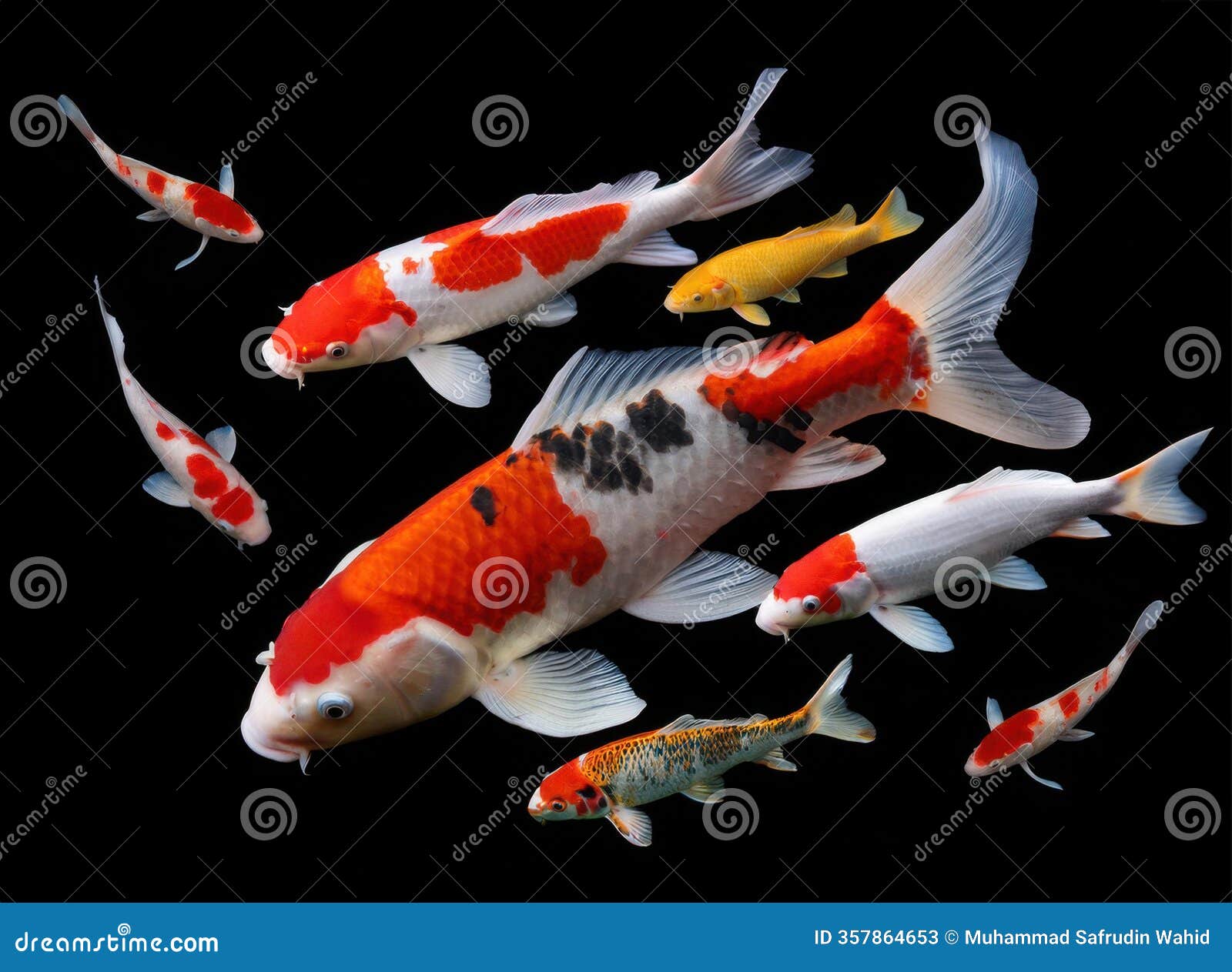 Side View of Many Koi Carp on Isolated Black Background Stock Image ...