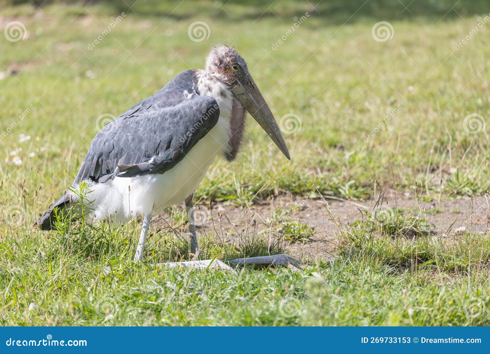 Side View of Marabou Stork Posing on the Grass Stock Image - Image of ...