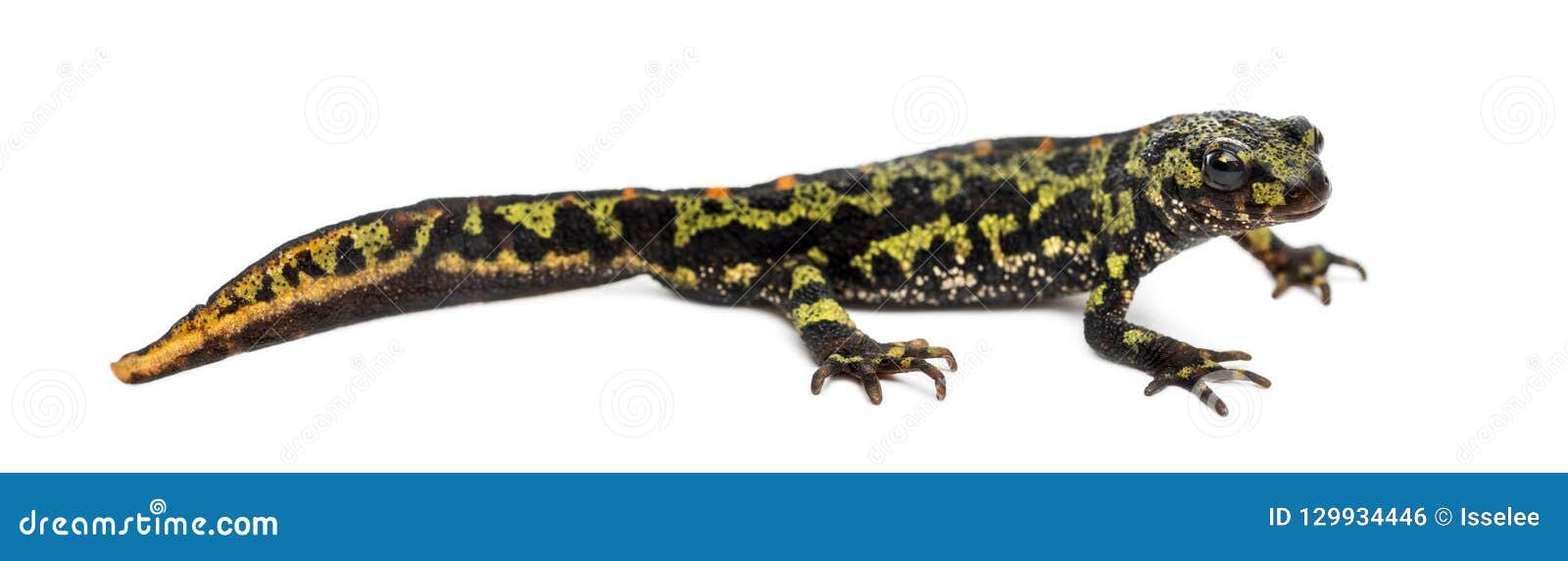 Side View of a Marbled Newt, Triturus Marmoratus Stock Photo - Image of ...