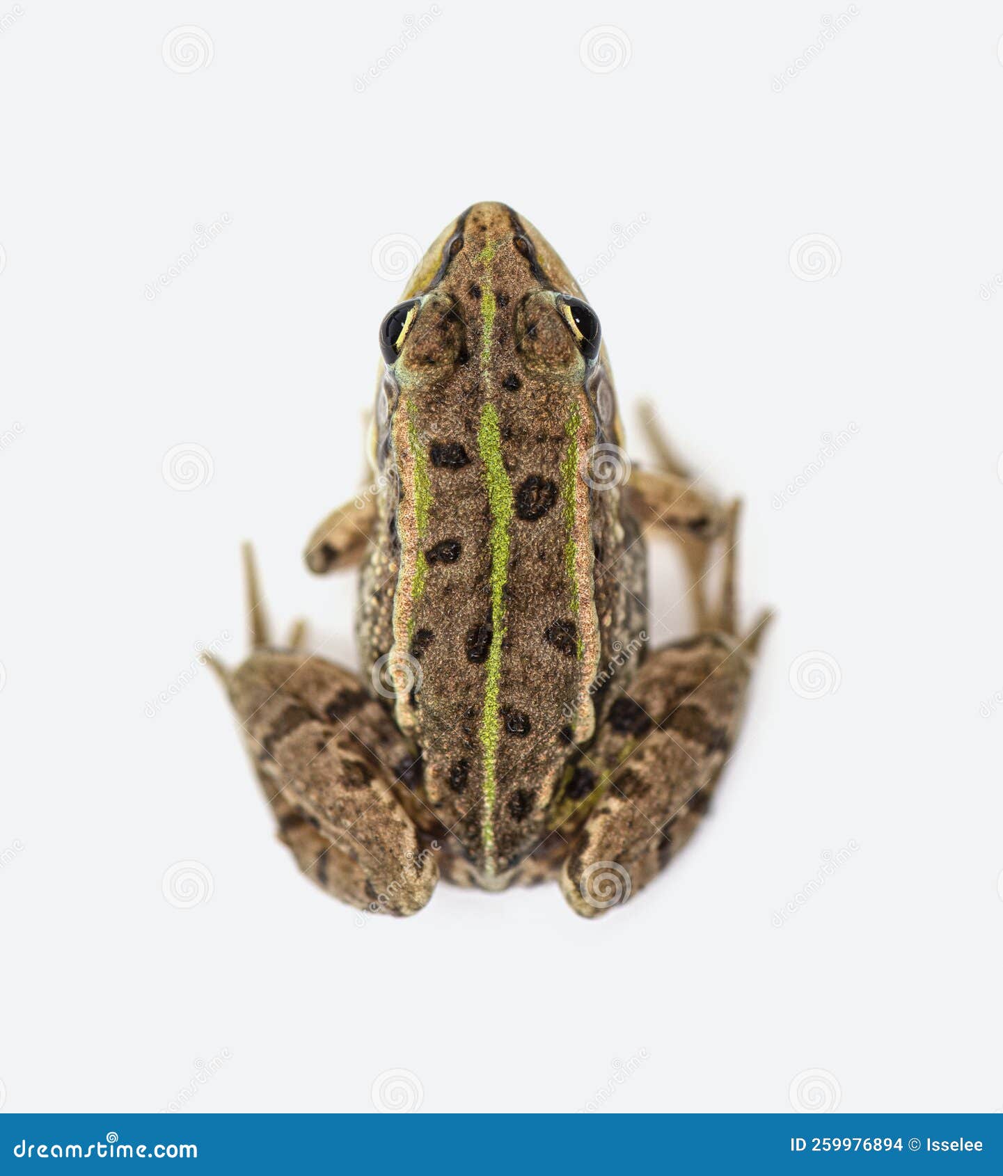 Side View of Marsh Frog, Pelophylax Ridibundus, Not Isolated Stock ...