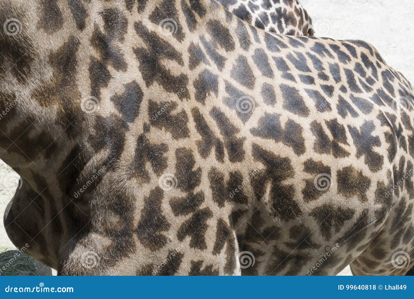 Masai Giraffe stock photo. Image of texture, wildlife - 99640818