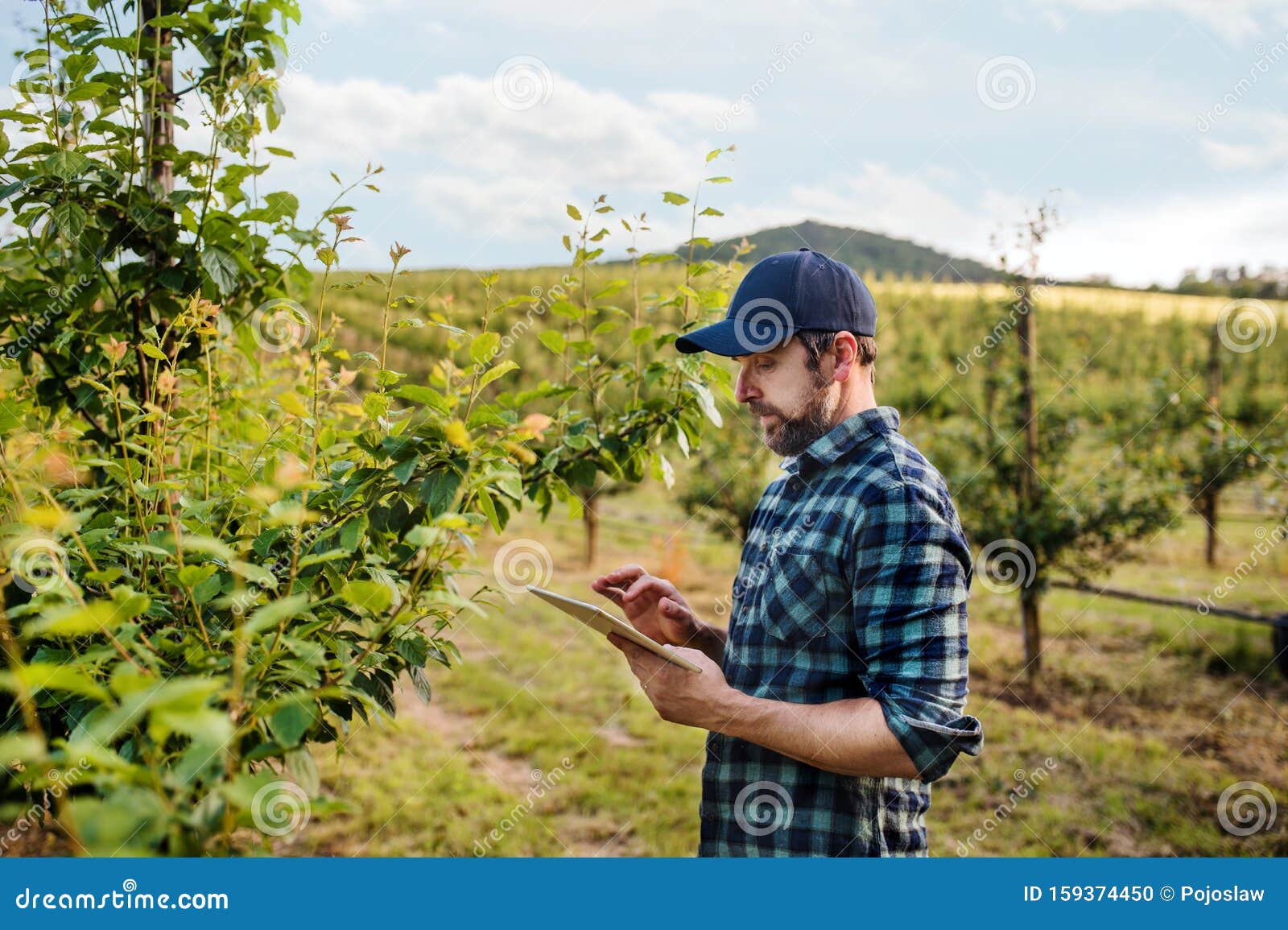 A Side View of Mature Farmer with Tablet Standing Outdoors in Orchard ...