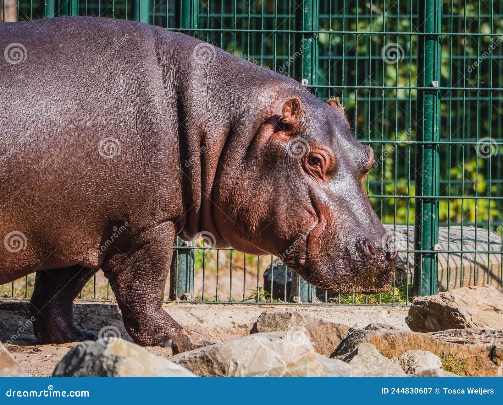 Side View of a Mature Giant Hippo Stock Image - Image of national ...