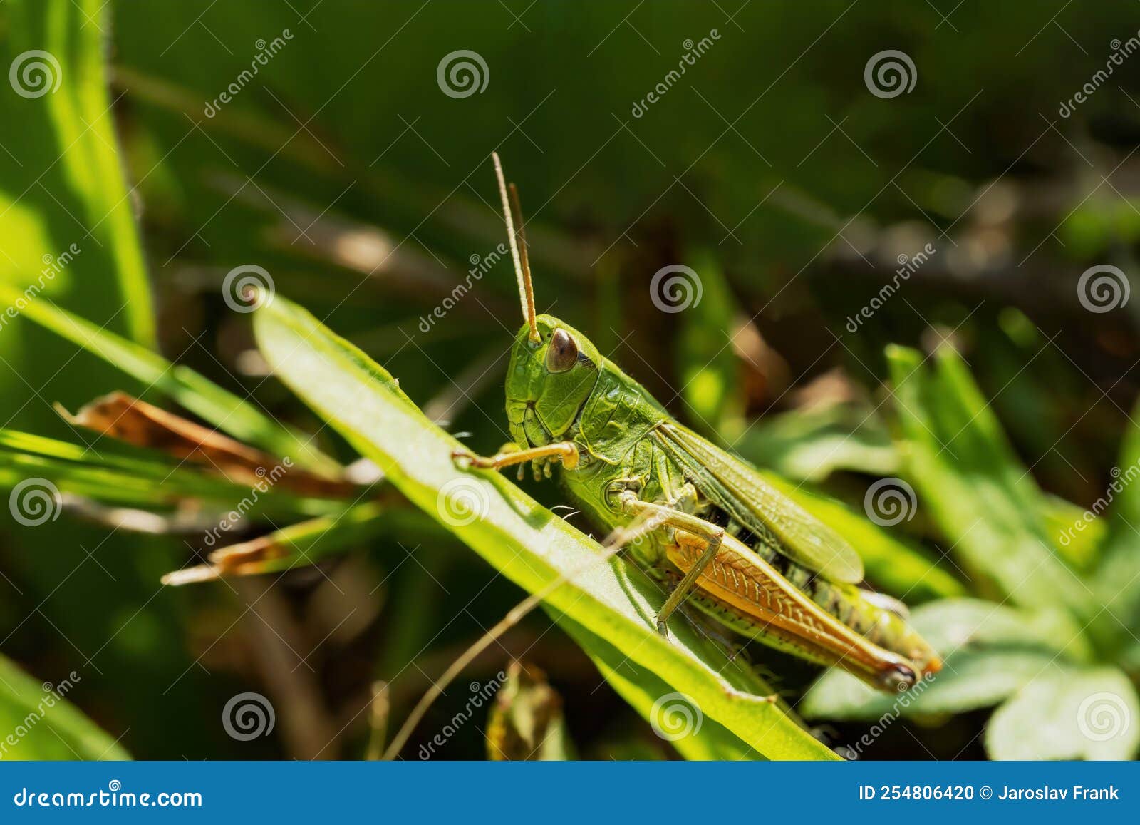 Side View of Meadow Grasshopper Stock Photo - Image of natural ...